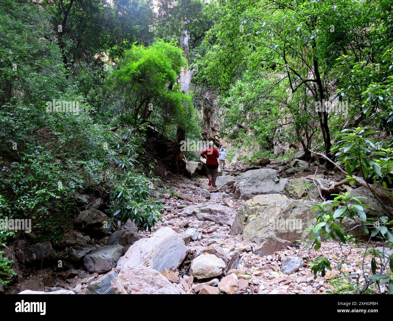 Forest Elder (Nuxia floribunda Stock Photo - Alamy