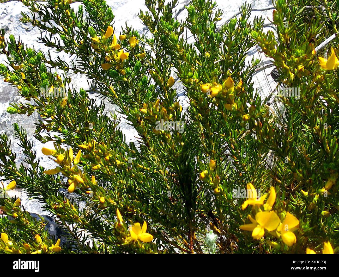 Shaleband Honeybush (Cyclopia plicata Stock Photo - Alamy