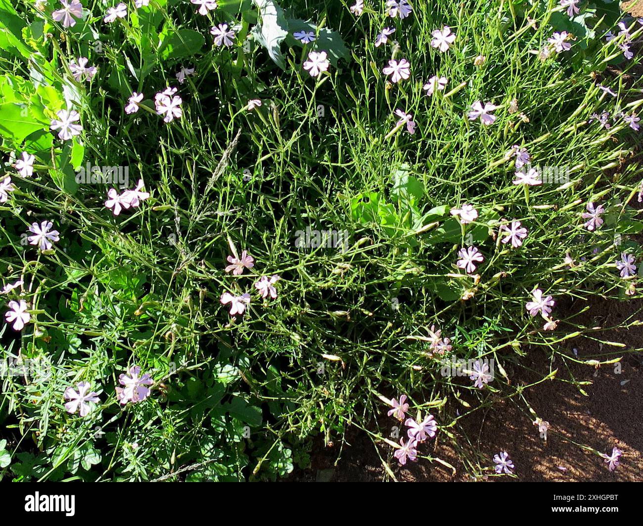 Common Cape Catchfly (Silene undulata undulata Stock Photo - Alamy