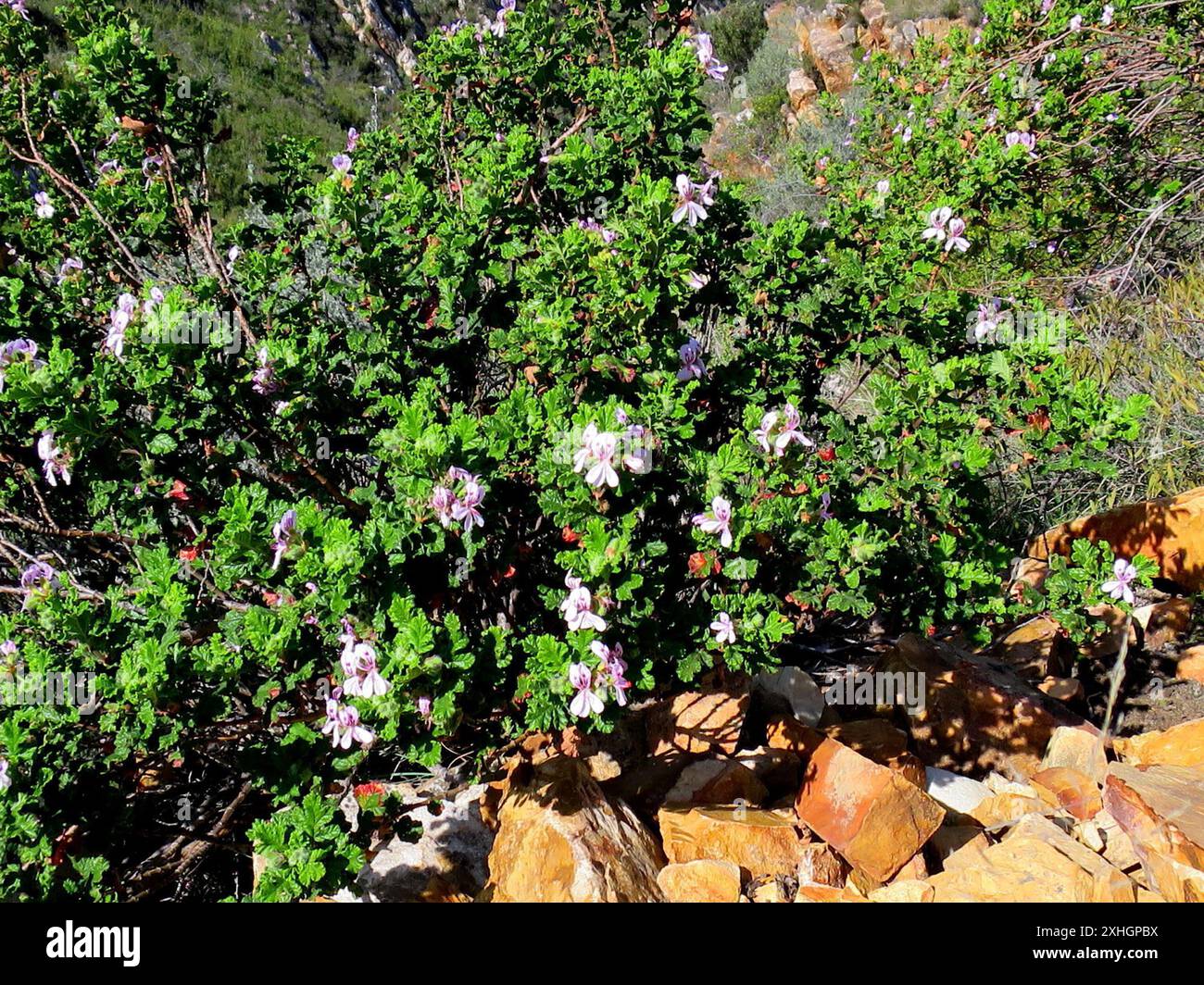 Pelargonium panduriforme hi-res stock photography and images - Alamy