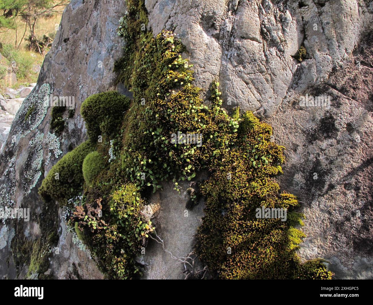 Pygmaeum hi-res stock photography and images - Alamy