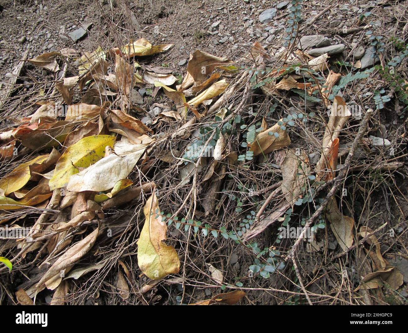 Button Fern (Pellaea rotundifolia Stock Photo - Alamy