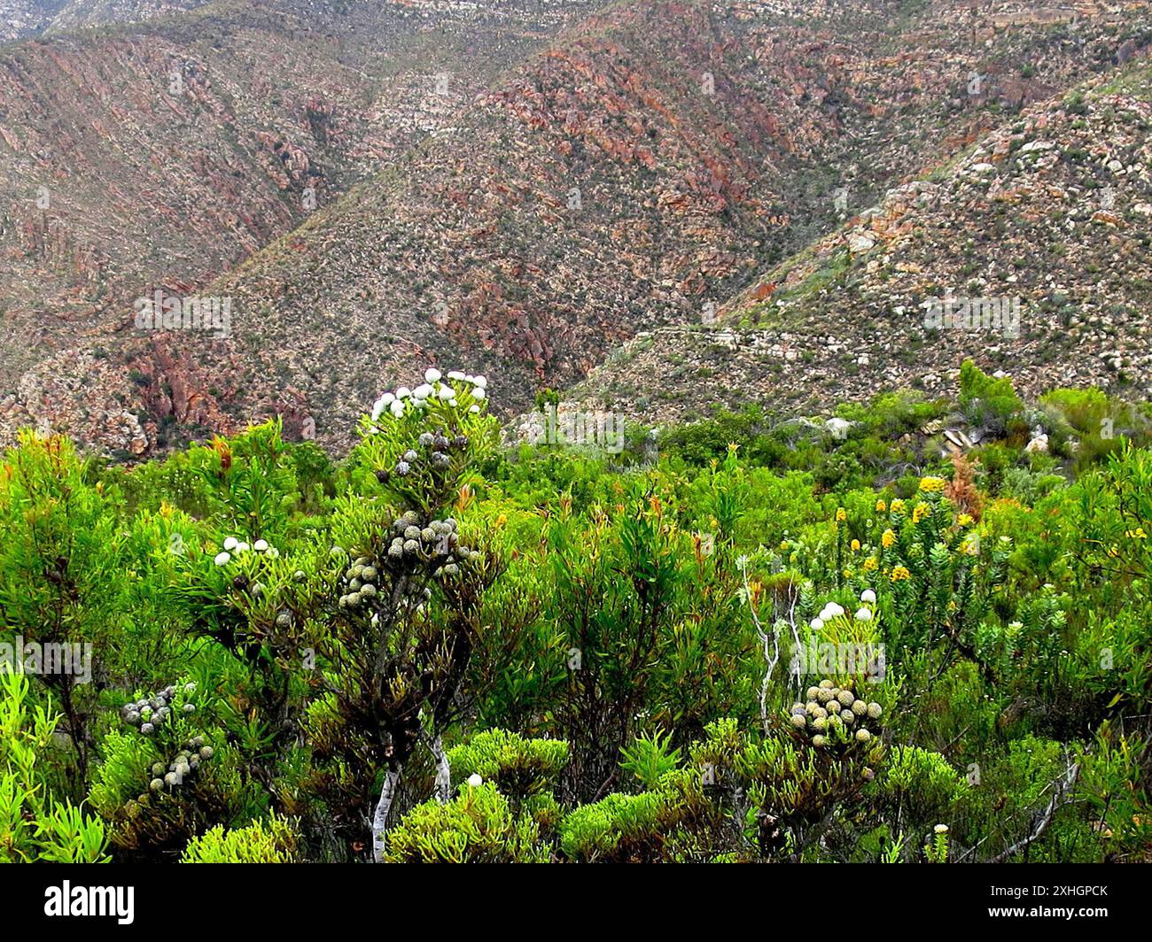 Cone Stompie (Brunia noduliflora Stock Photo - Alamy