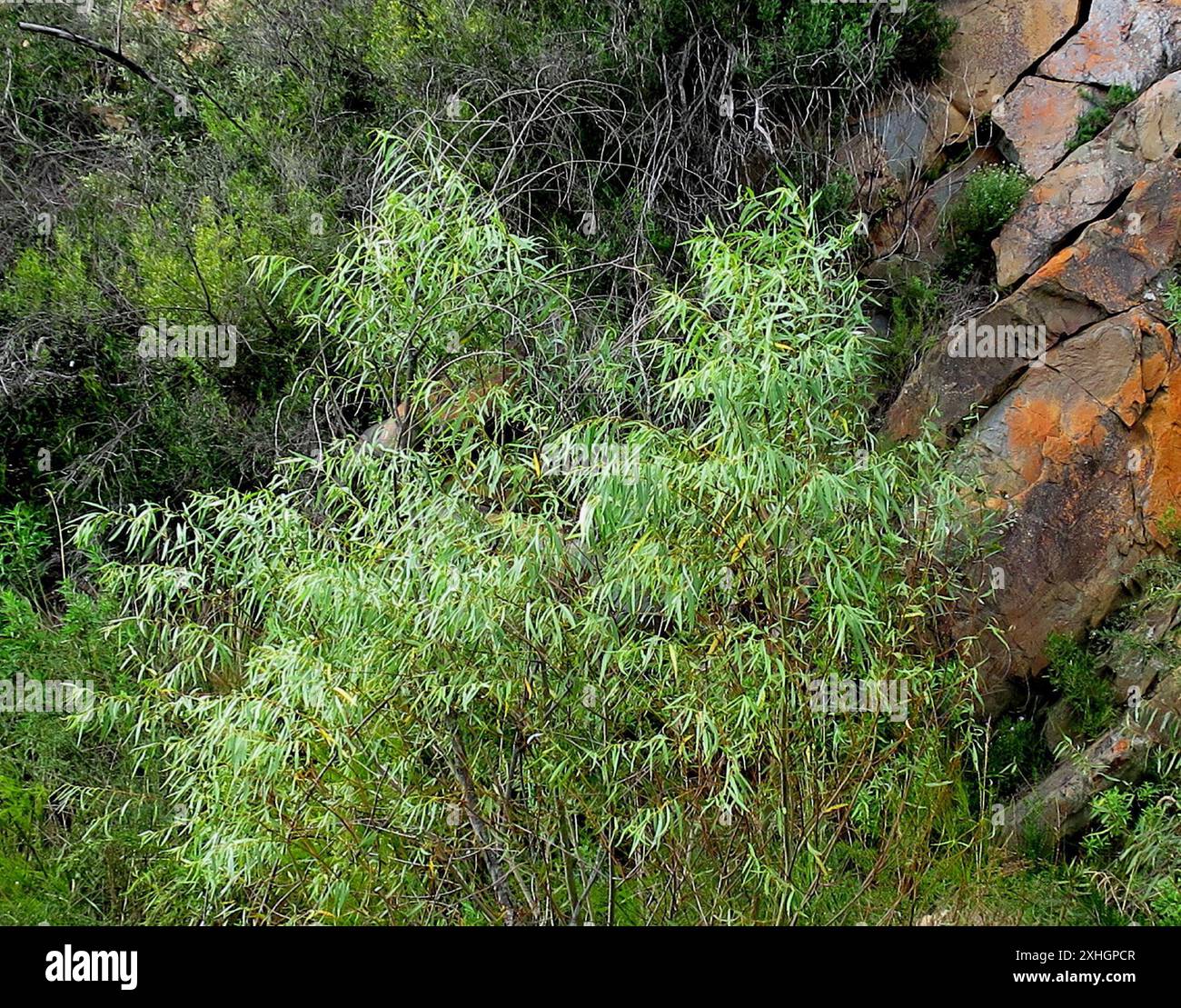 Safsaf Cape Willow (Salix mucronata mucronata Stock Photo - Alamy