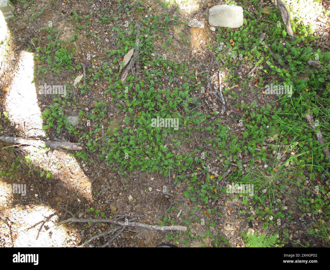 Leptinella (Leptinella squalida Stock Photo - Alamy
