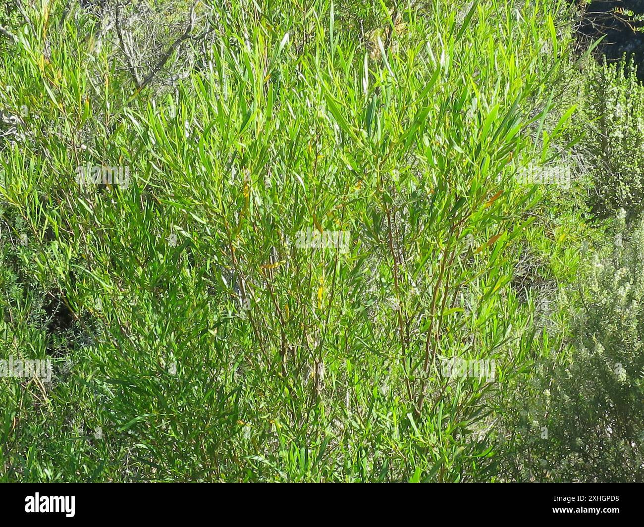 narrow-leaf hopbush (Dodonaea viscosa angustifolia Stock Photo - Alamy