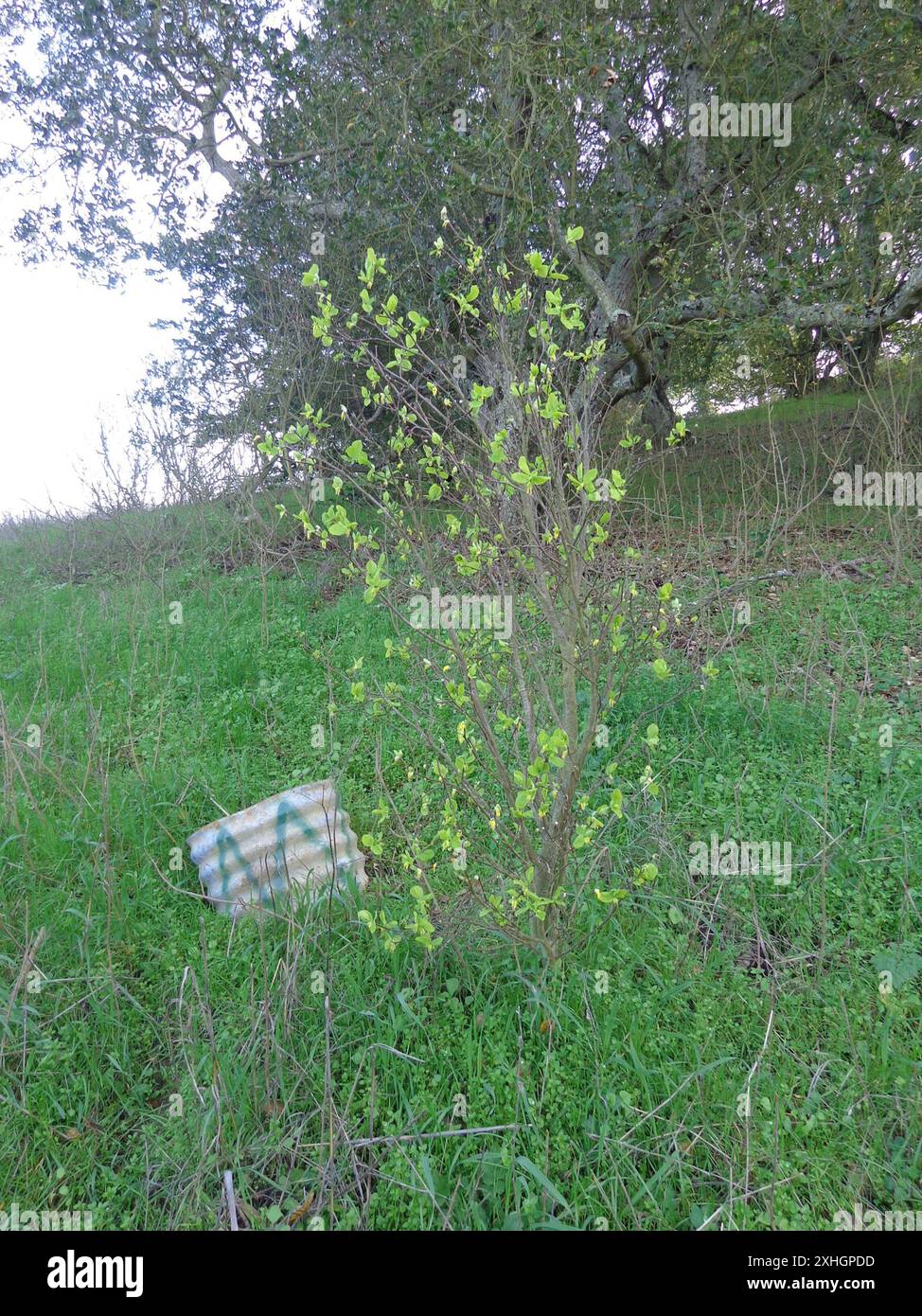 Western Leatherwood (Dirca occidentalis Stock Photo - Alamy