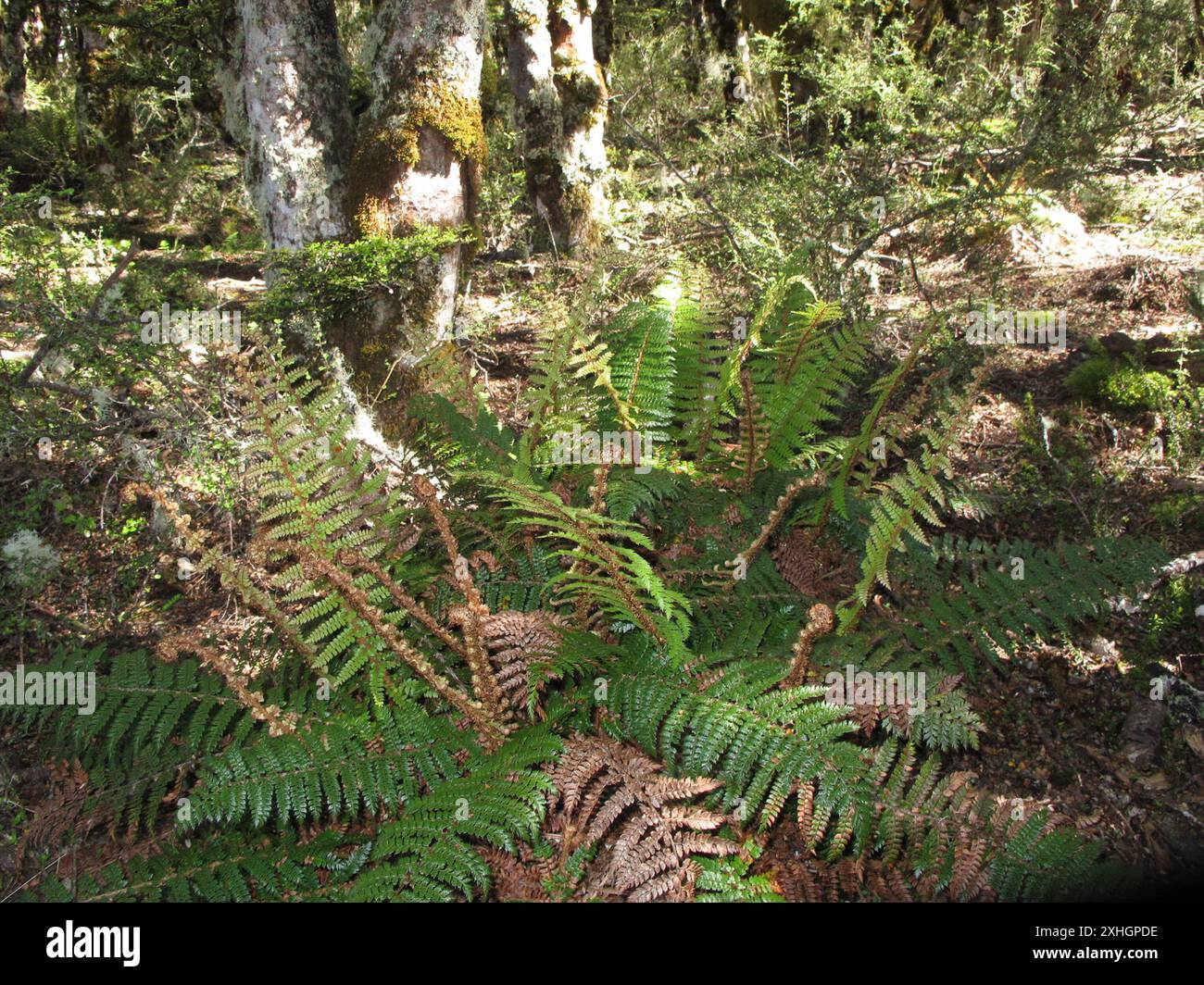 Prickly shield fern hi-res stock photography and images - Alamy