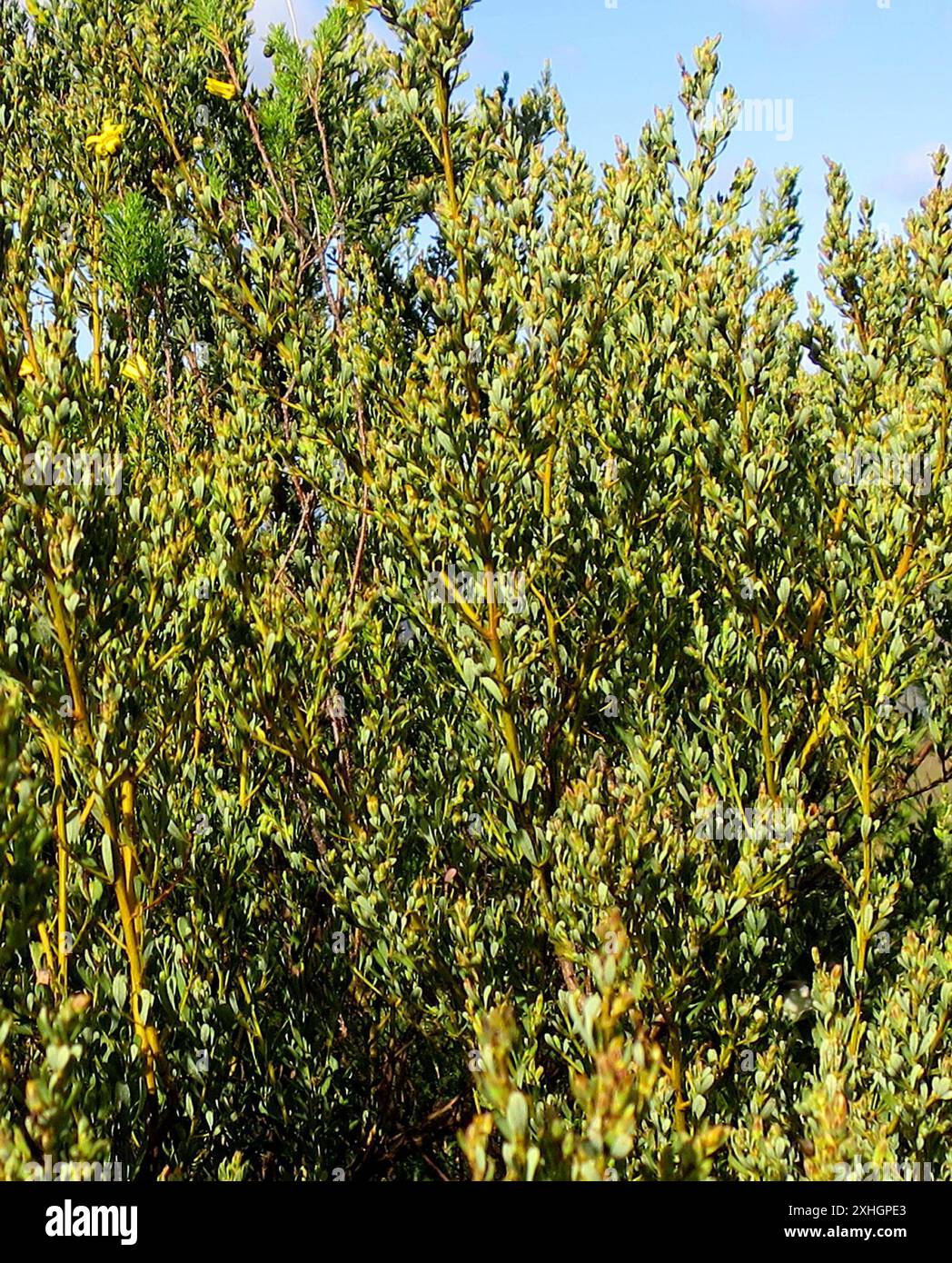 Vlei Honeybush (Cyclopia subternata Stock Photo - Alamy