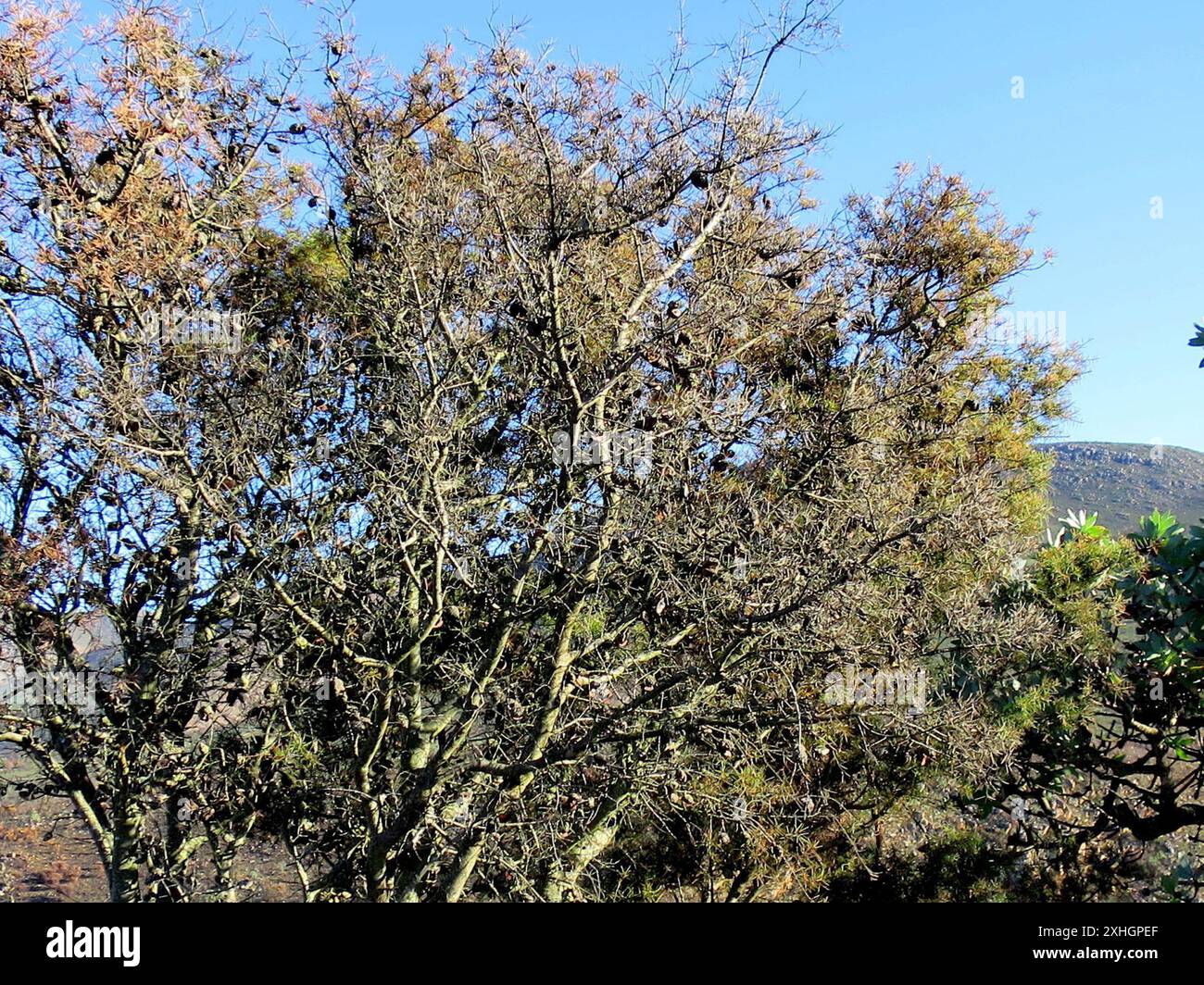 Bushy needlebush (Hakea sericea Stock Photo - Alamy