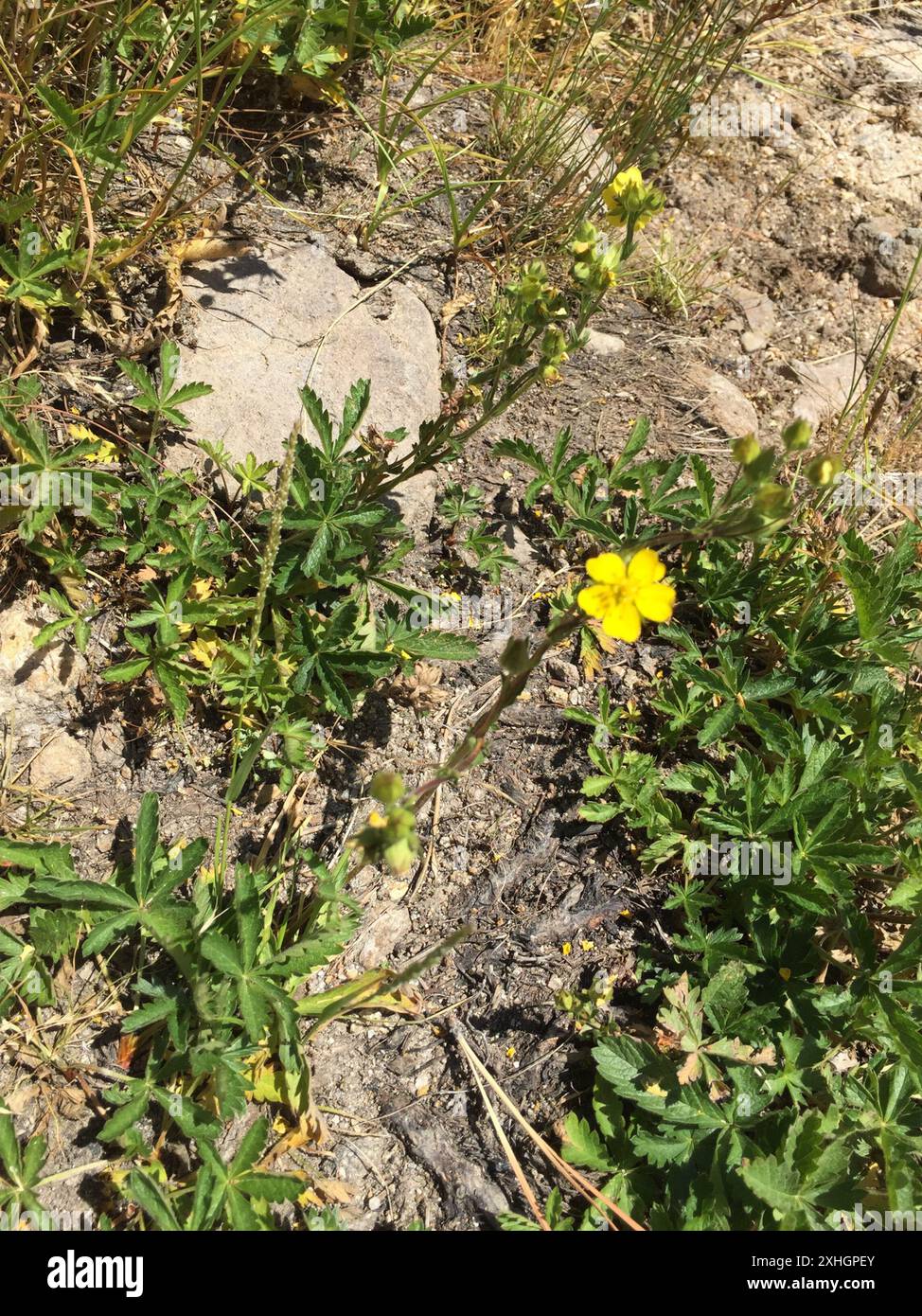 slender cinquefoil (Potentilla gracilis Stock Photo - Alamy