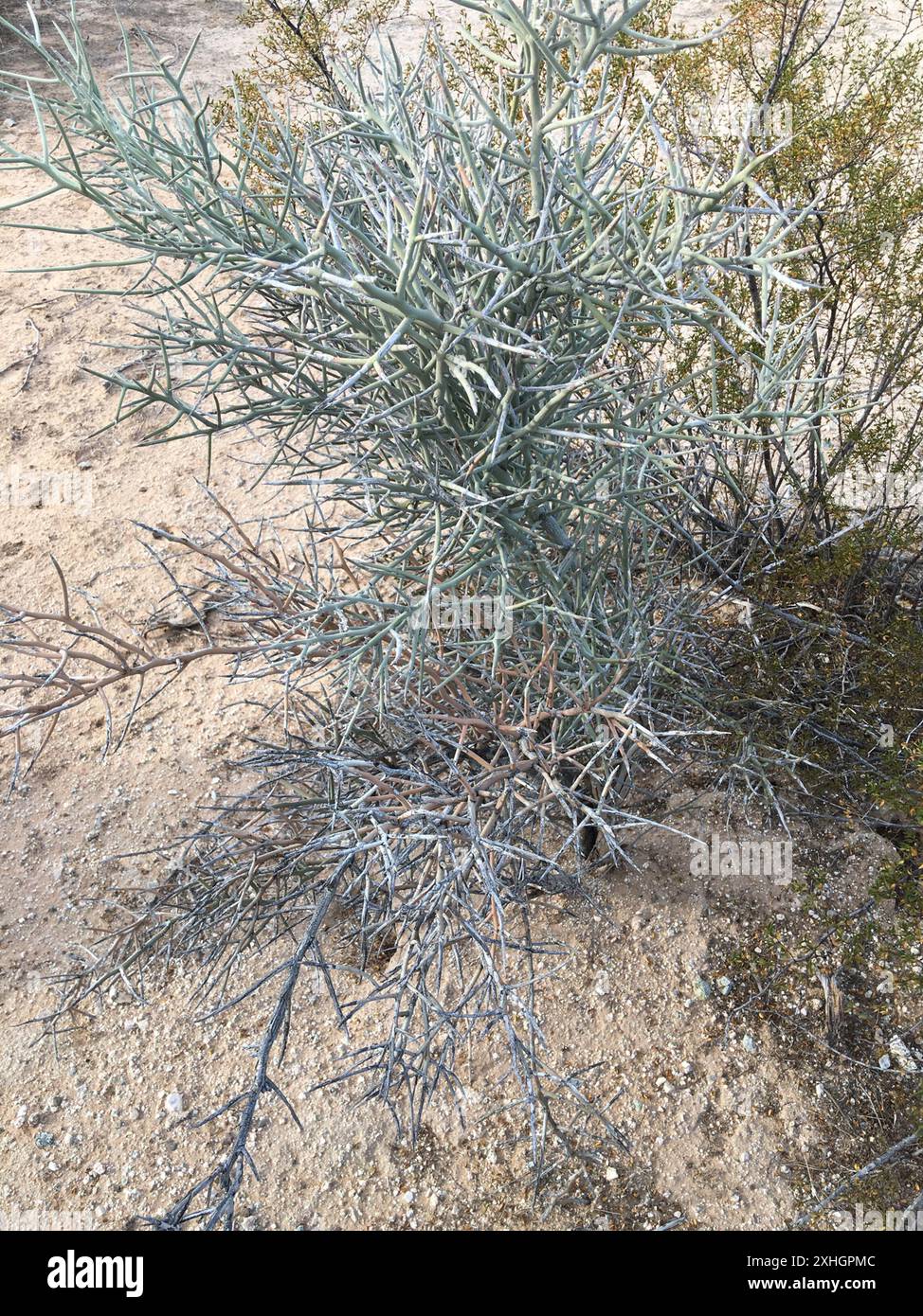Emory's crucifixion-thorn (Castela emoryi Stock Photo - Alamy