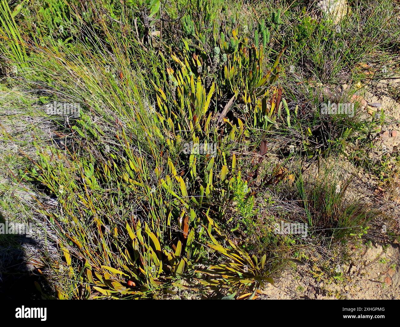 Sandpaperleaf Sugarbush (Protea scabra Stock Photo - Alamy