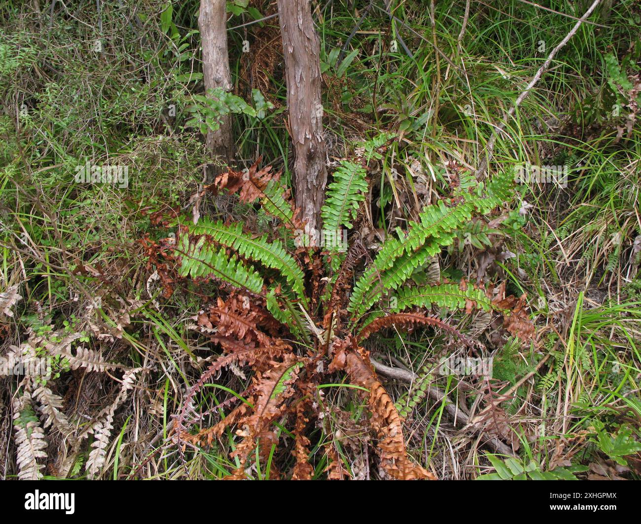 Crown Fern (Lomaria discolor Stock Photo - Alamy
