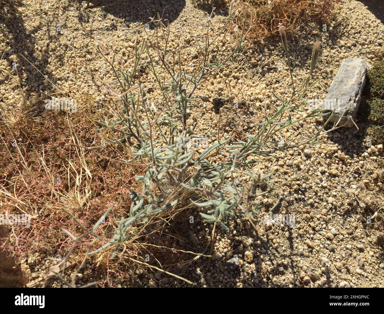 Spanish needle hi-res stock photography and images - Alamy