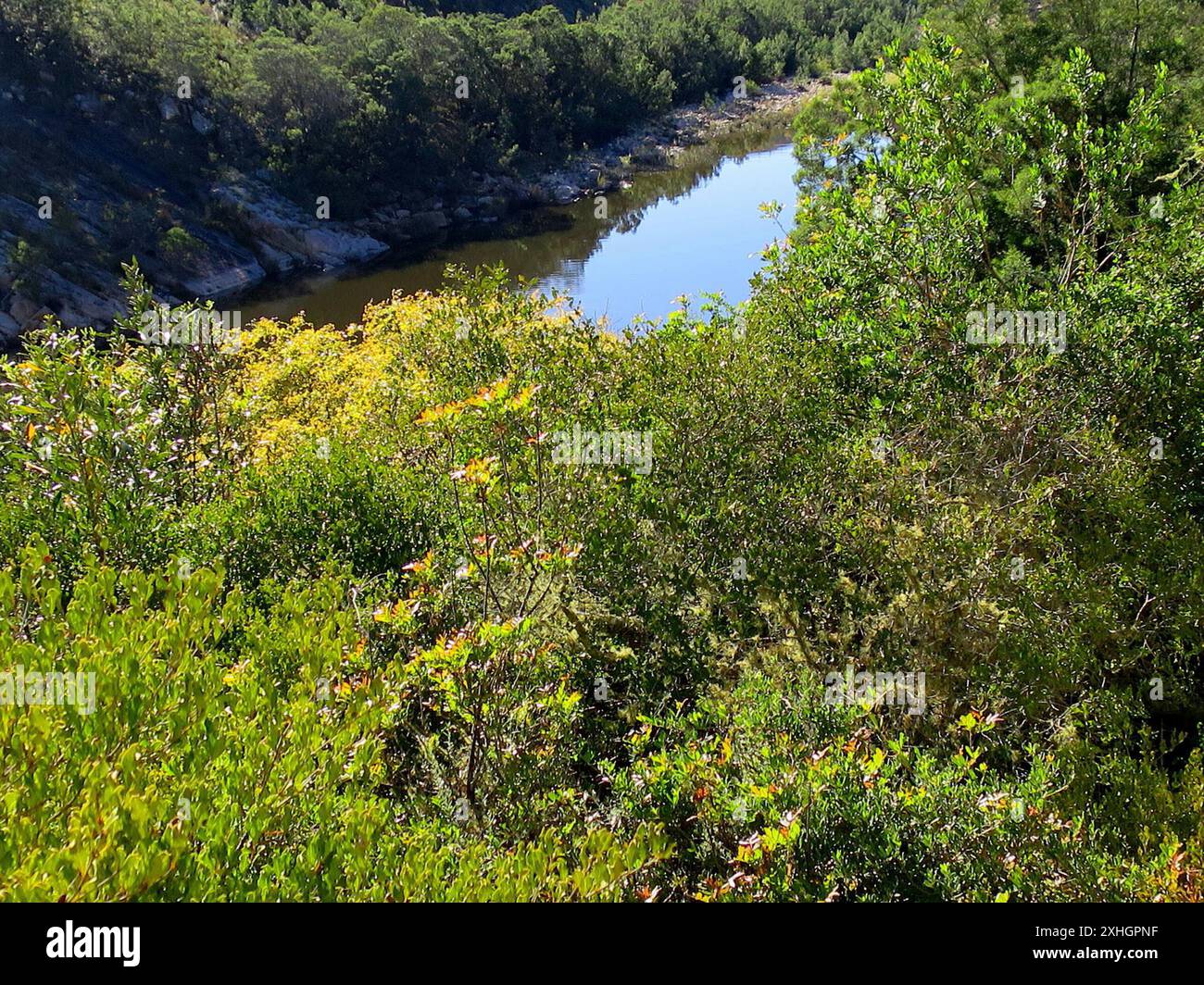 Gwarrie (Euclea undulata Stock Photo - Alamy