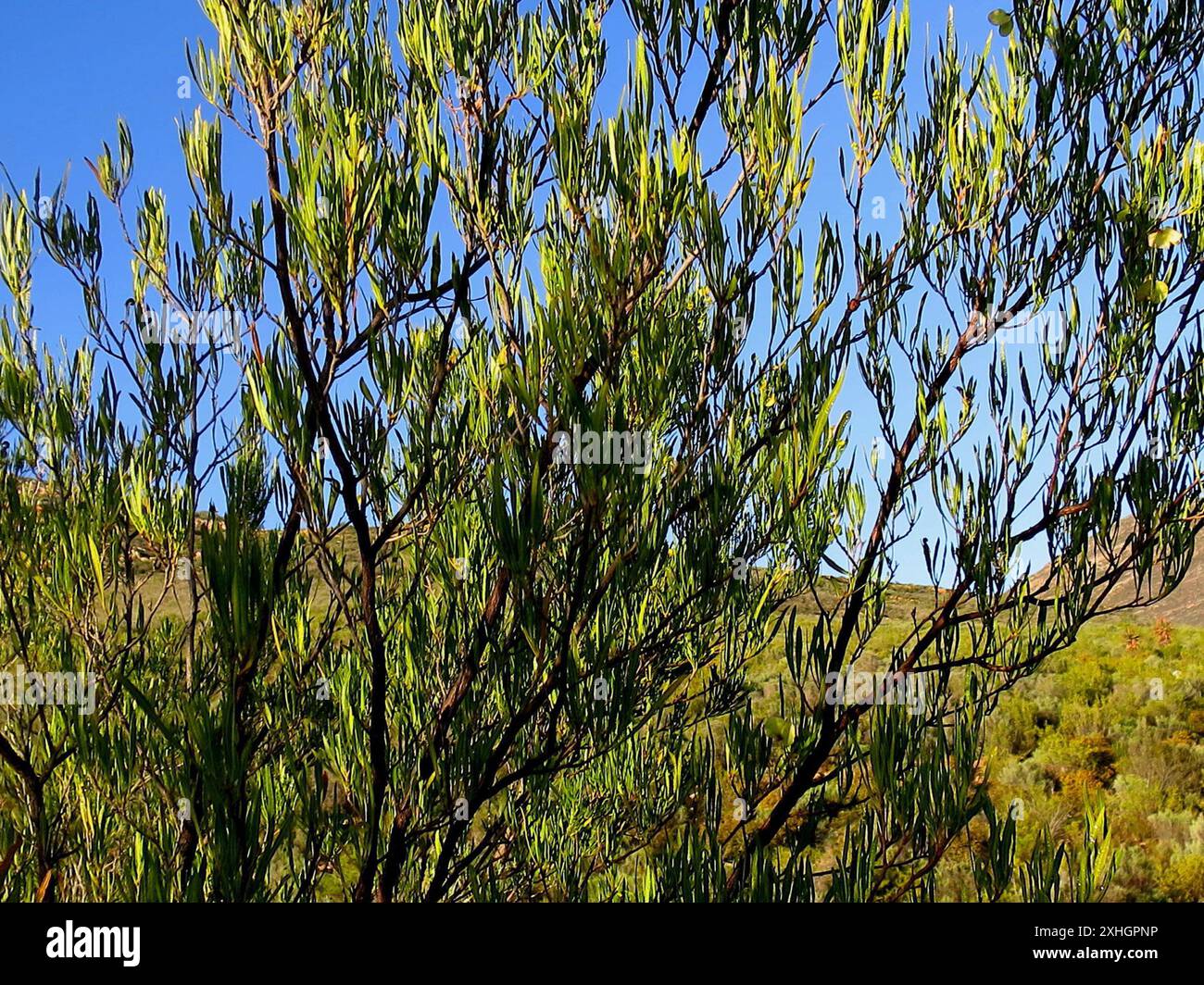 Dodonaea angustifolia hi-res stock photography and images - Alamy