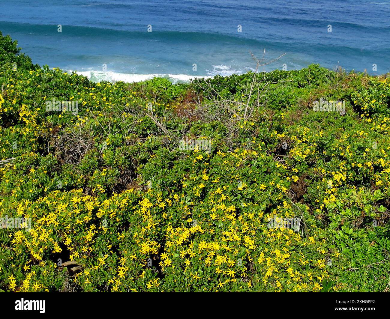 Bietou (Osteospermum moniliferum moniliferum Stock Photo - Alamy