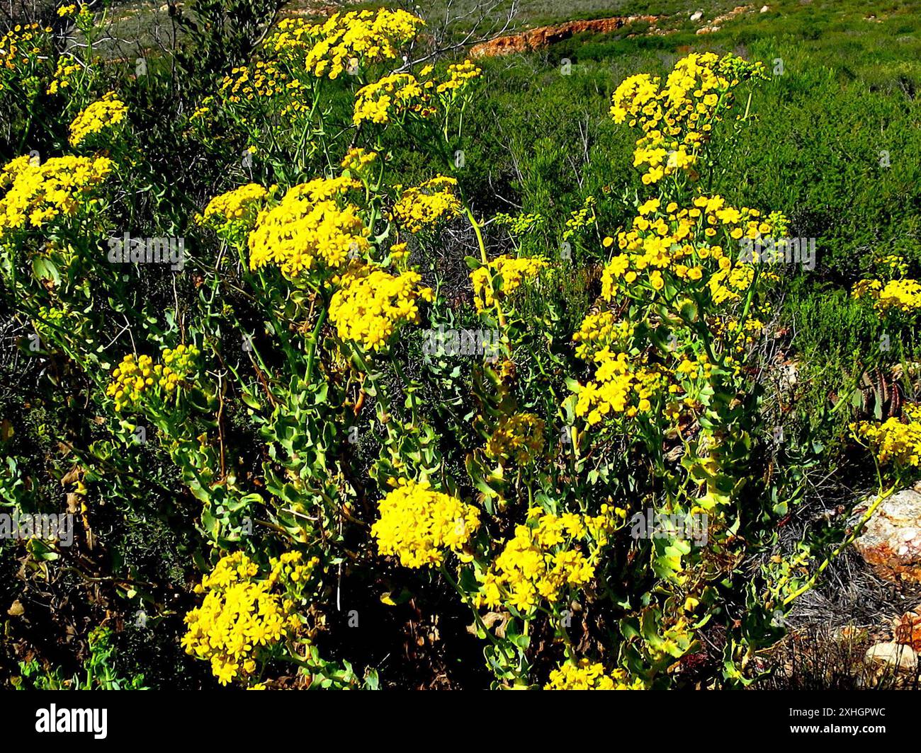 Poorflower Babooncabbage (Othonna parviflora Stock Photo - Alamy