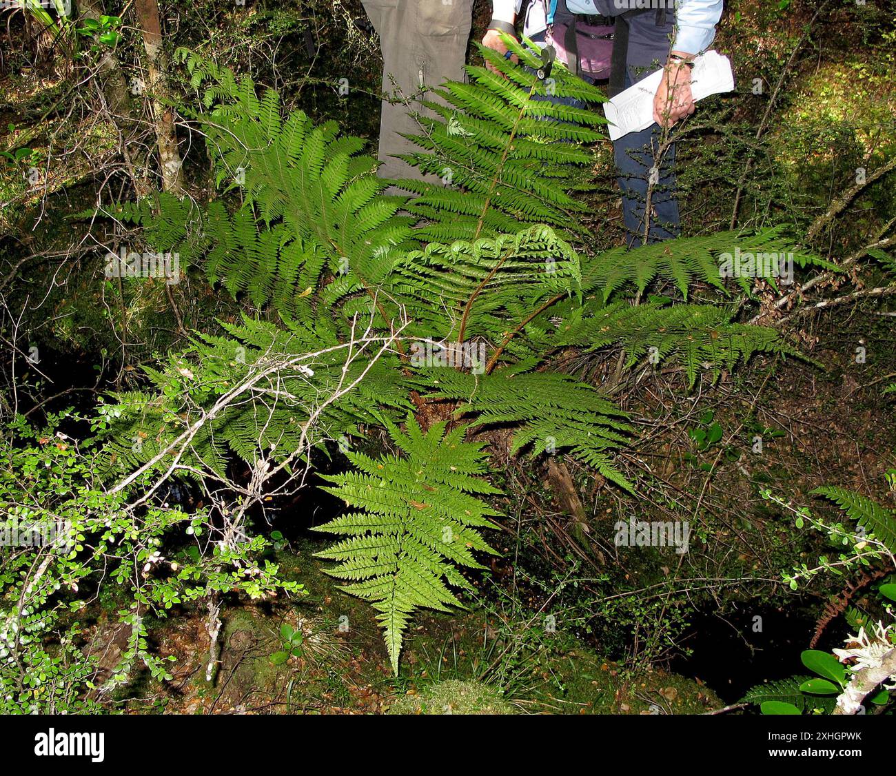 Smith's tree fern (Cyathea smithii Stock Photo - Alamy