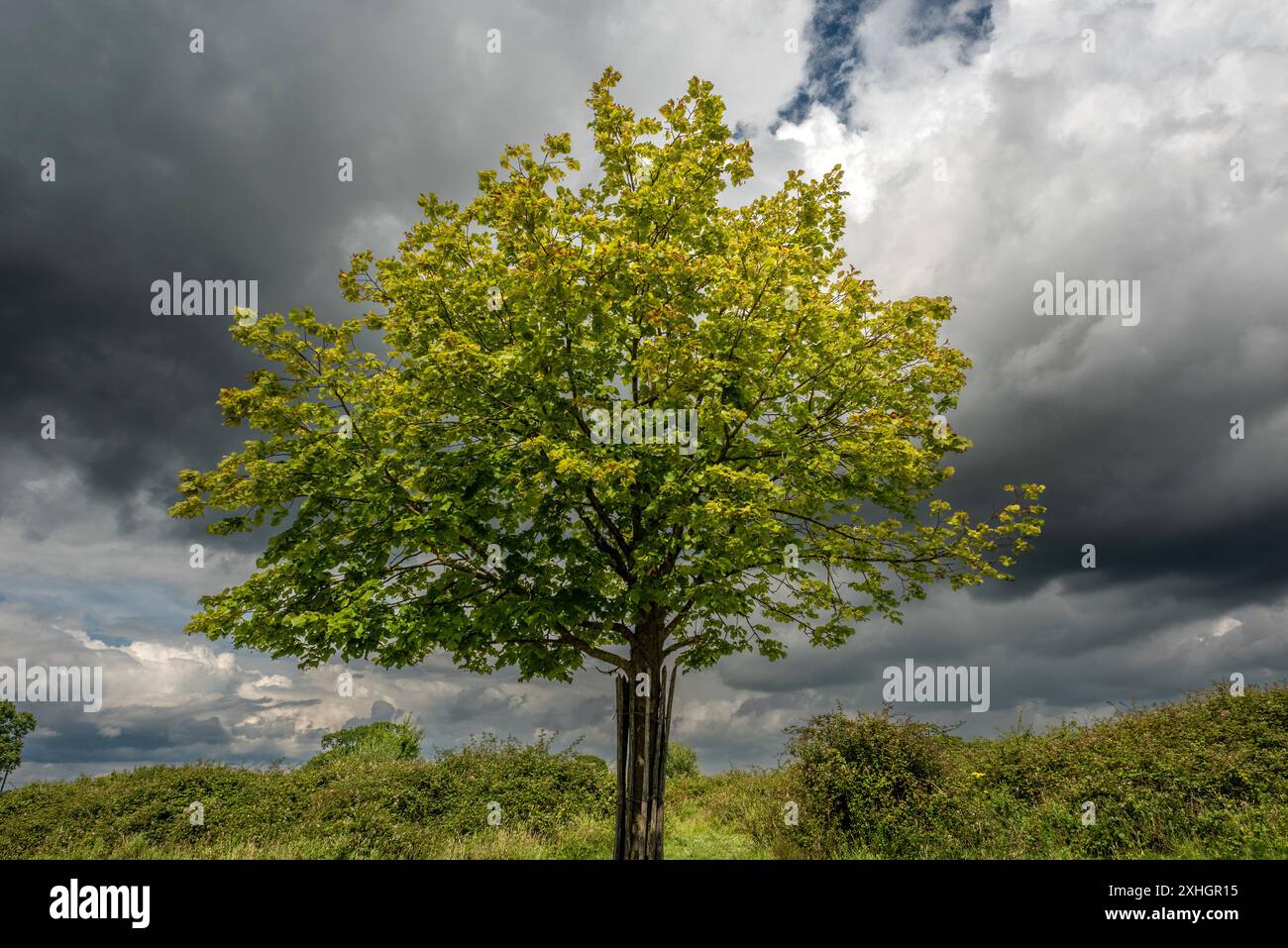 West Grinstead, July 13th 2024: Young beech tree on the Knepp Estate ...