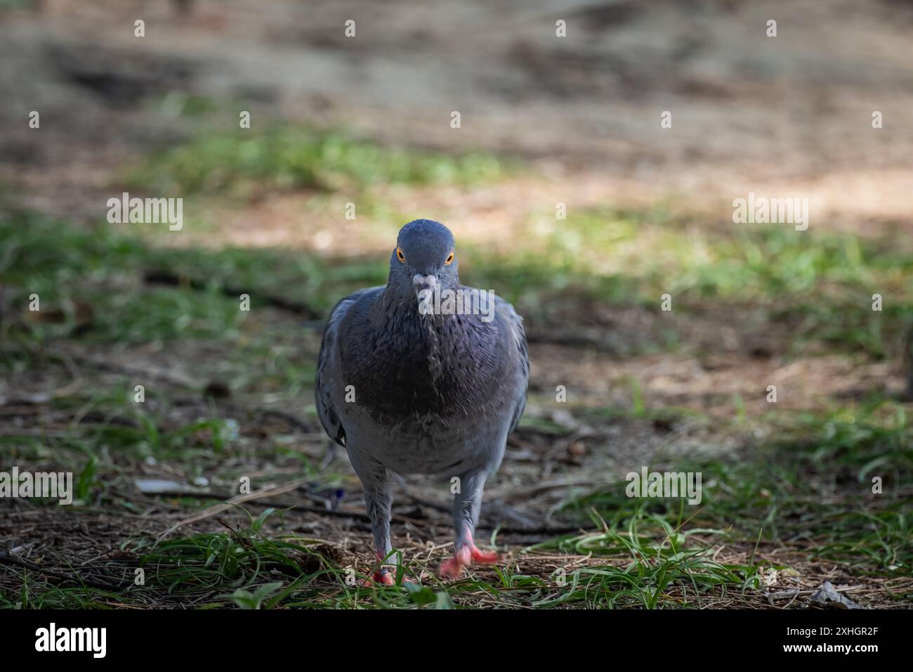 Full body beautiful homing hi-res stock photography and images - Alamy