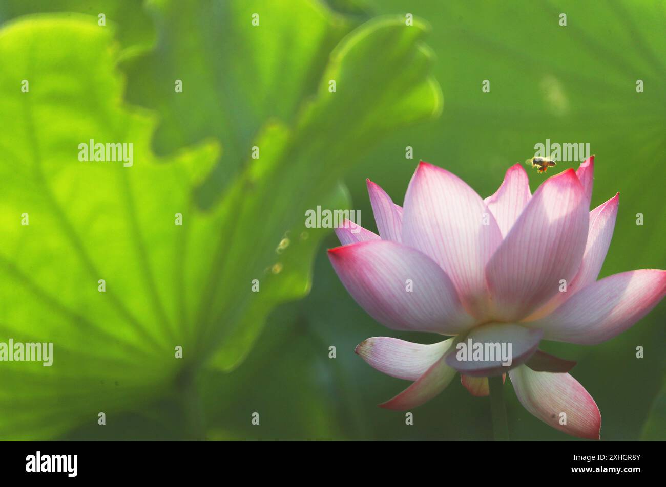 (240714) -- BEIJING, July 14, 2024 (Xinhua) -- This photo taken on July ...