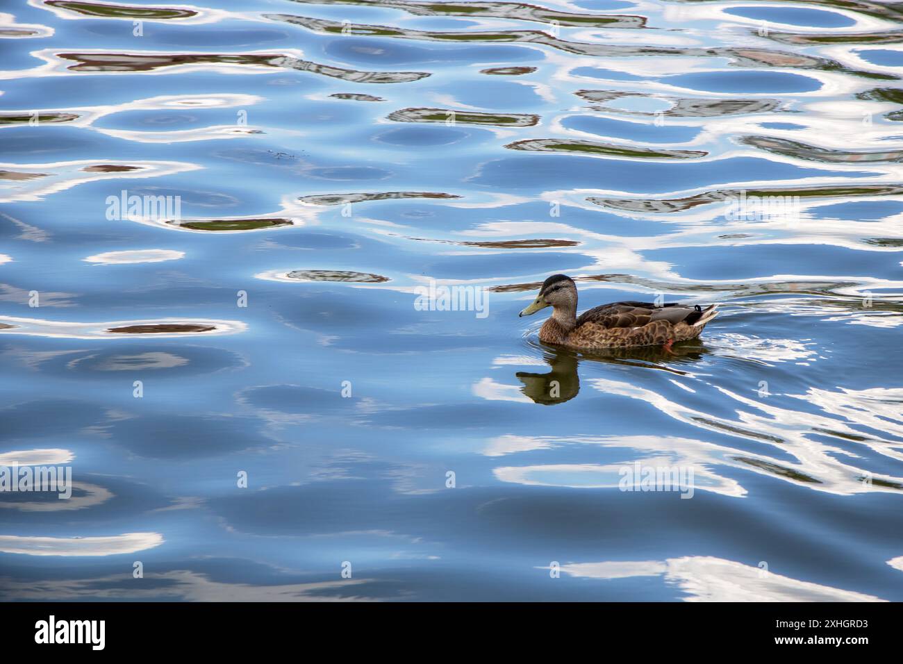 A duck is gracefully swimming in a serene body of water Stock Photo - Alamy