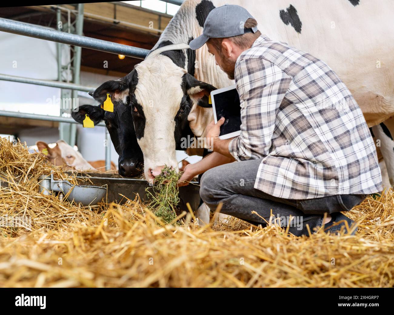 Male Livestock farm worker with digital tablet inspects cows in cowshed ...