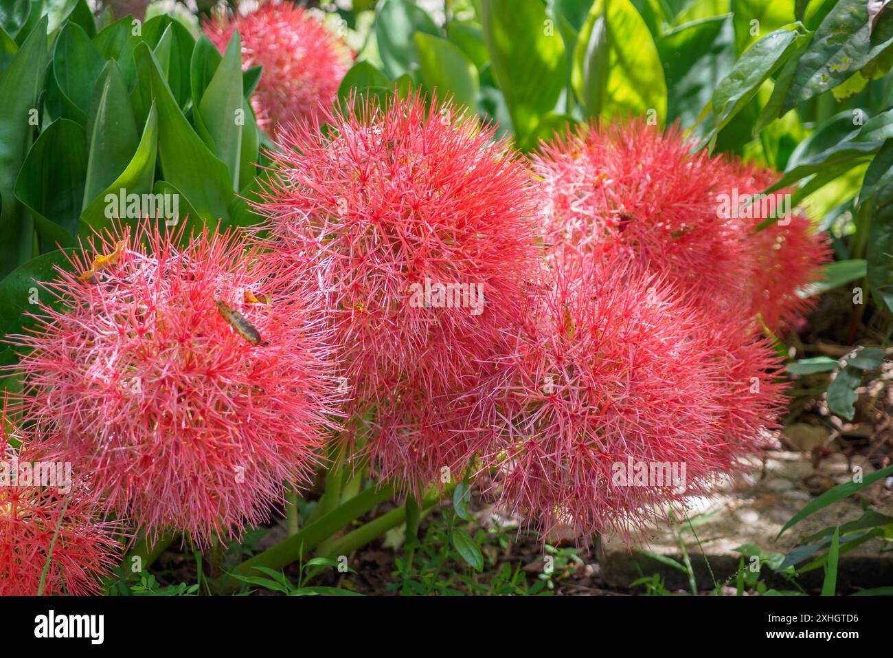 Haemanthus multiflorus blood lily flower Stock Photo - Alamy