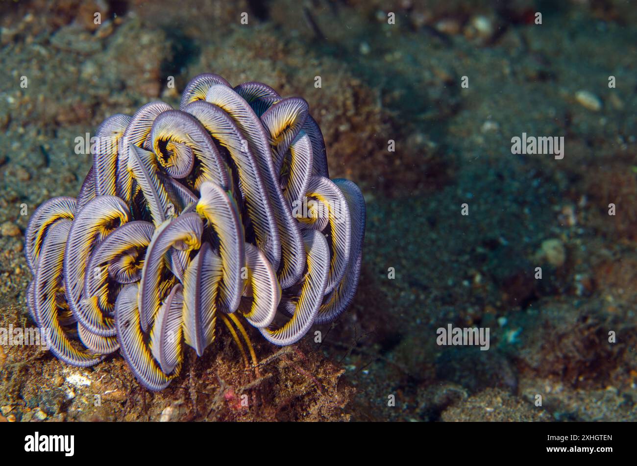 Underwater crinoid feather star hi-res stock photography and images - Alamy