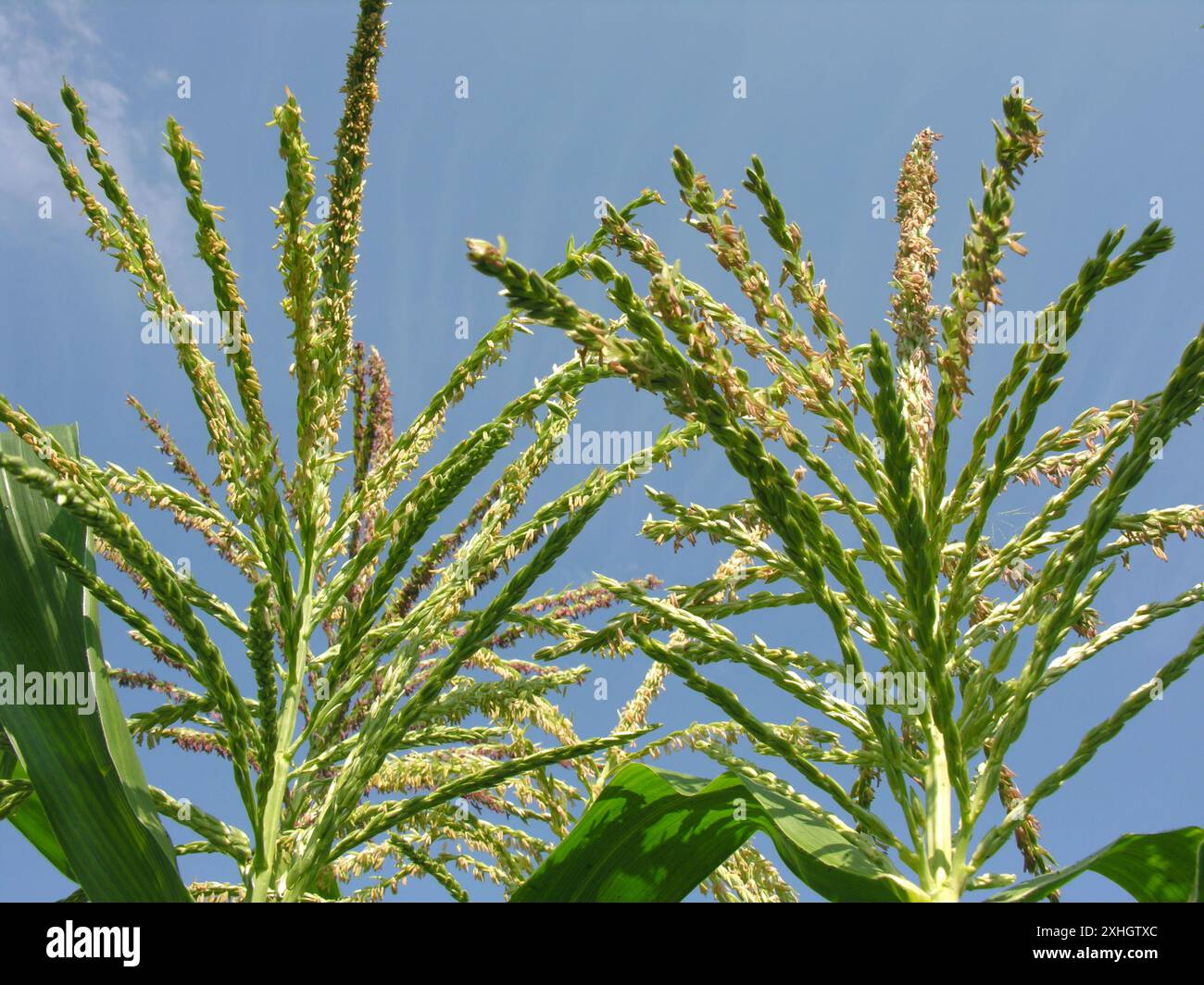 Maize pollination hi-res stock photography and images - Alamy