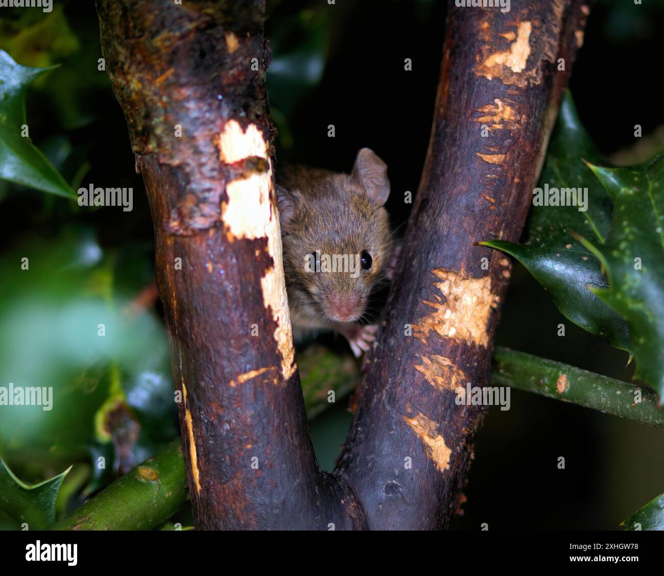 Night mouse hi-res stock photography and images - Alamy