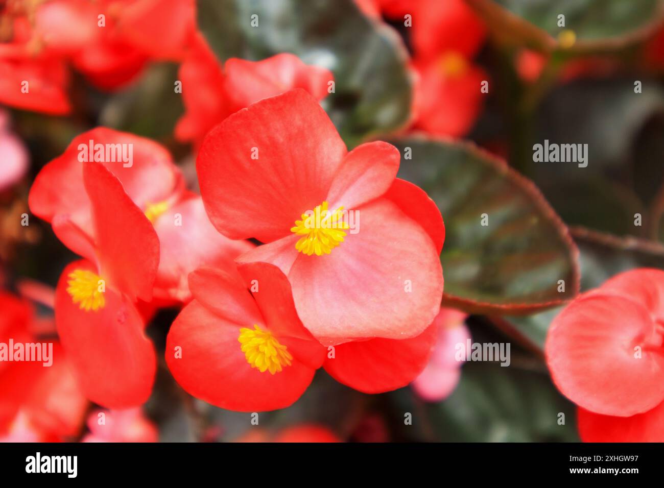 Vibrant begonia semperflorens hi-res stock photography and images - Alamy