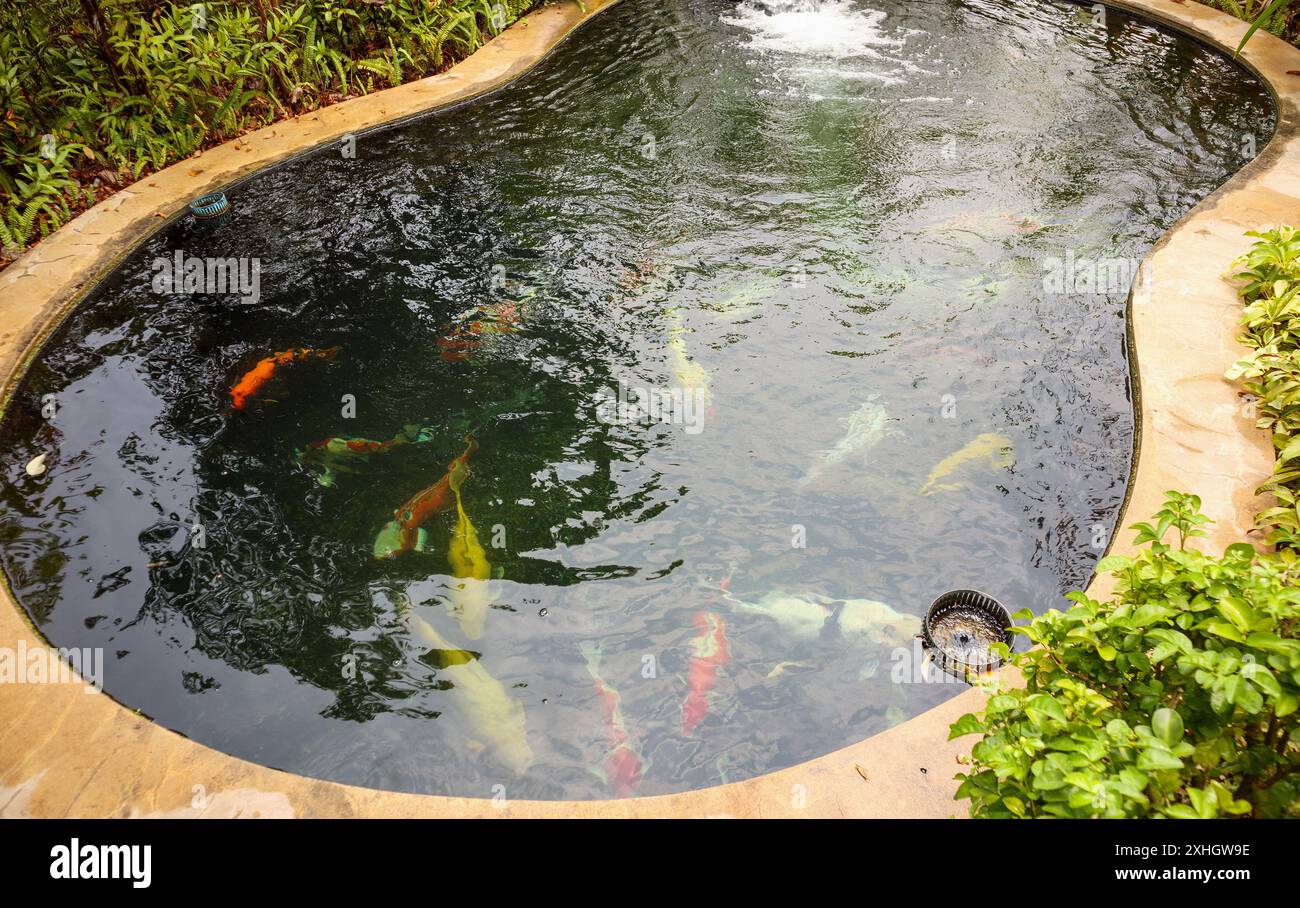 Colorful fishes backyard pond garden hi-res stock photography and ...