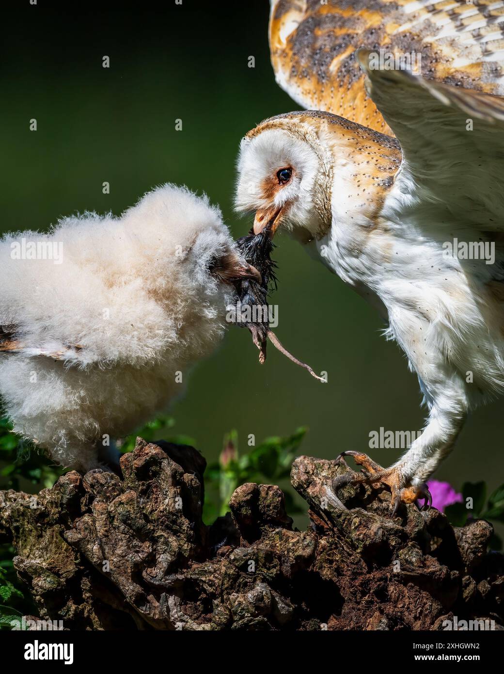 A barn owl feeding its chick on a tree branch in a natural settingm ...