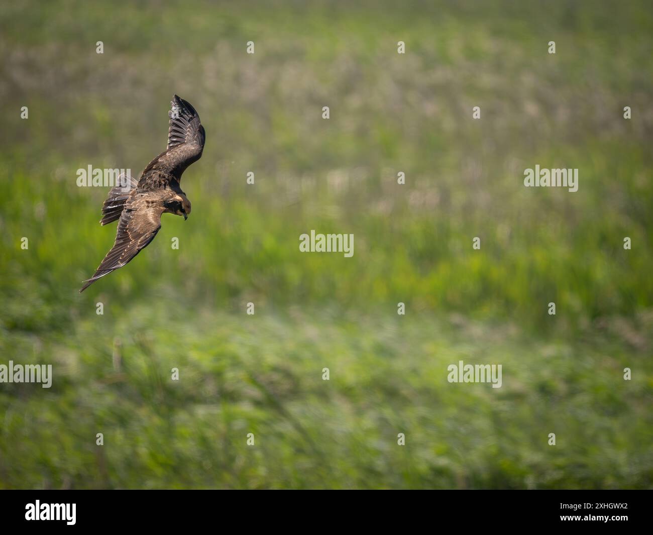 Female UK Marsh Harrier hunting over grassland Stock Photo - Alamy