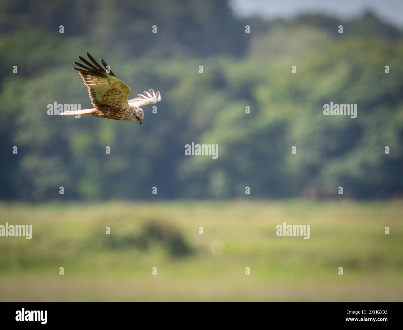 Male UK Marsh Harrier hunting over grassland Stock Photo - Alamy