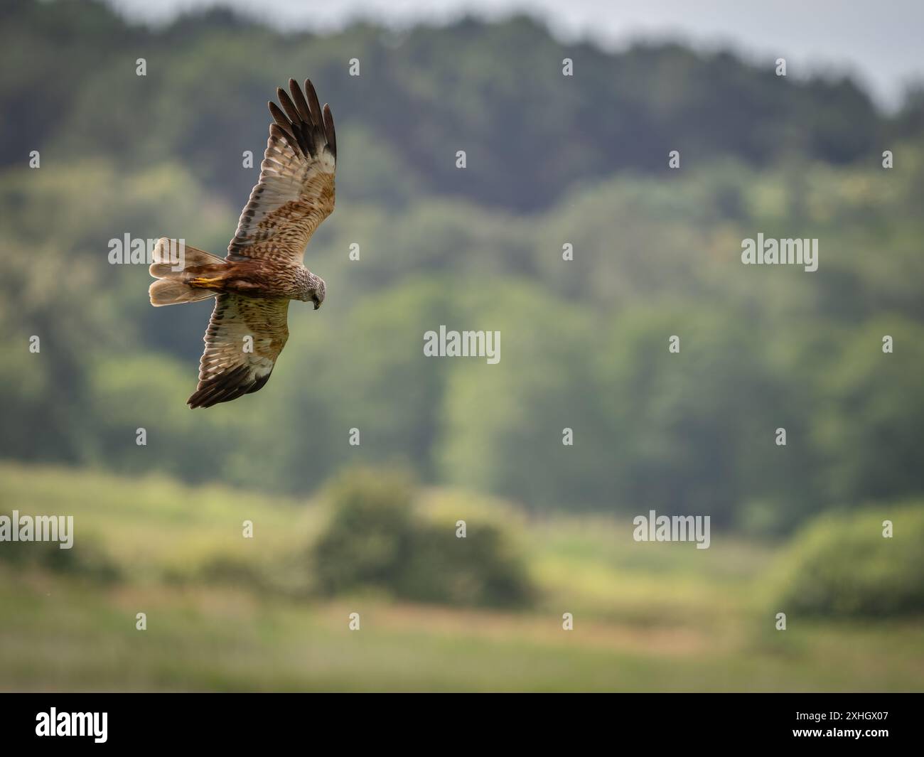 Female eurasian marsh harrier hi-res stock photography and images - Alamy