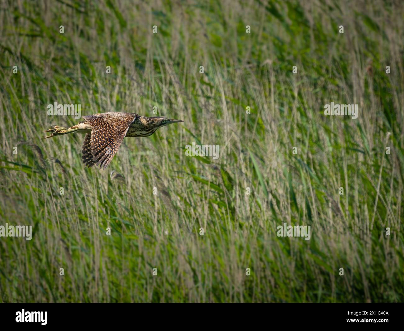 Bittern in flight hi-res stock photography and images - Alamy