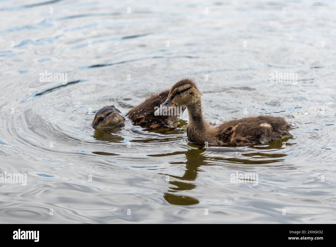 Two ducklings swimming in a pond. The water is calm and the ducks are ...