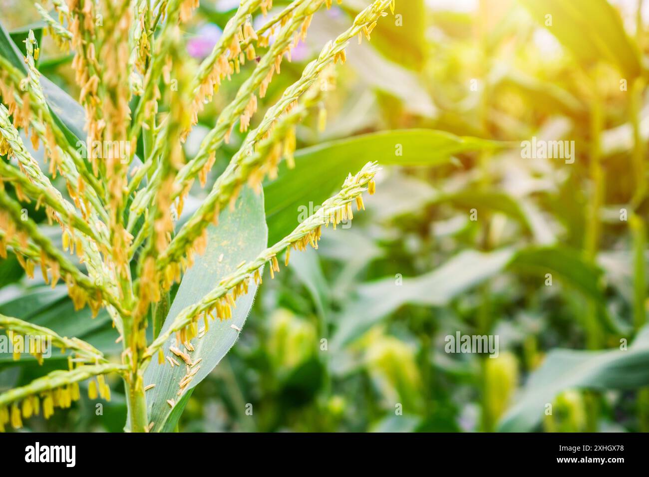 Corn plant with green leaves growth in agriculture field outdoor Stock ...