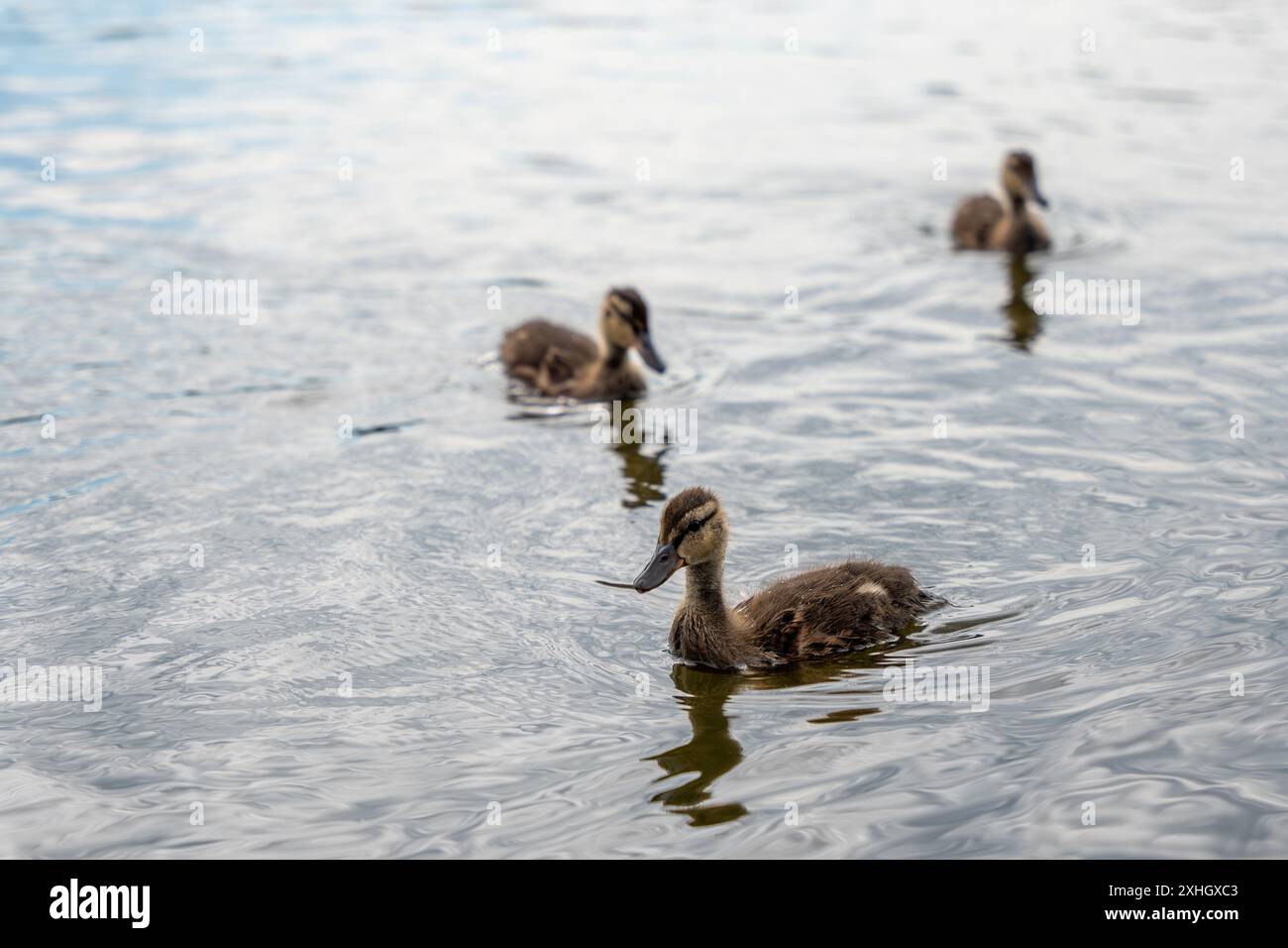 Three ducklings are swimming in a body of water. The water is calm and ...