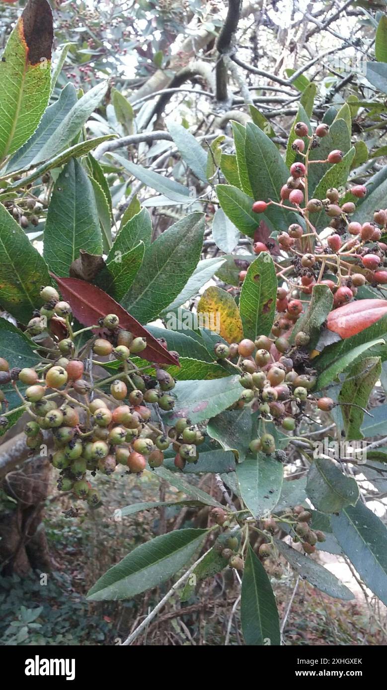 Toyon (Heteromeles arbutifolia Stock Photo - Alamy