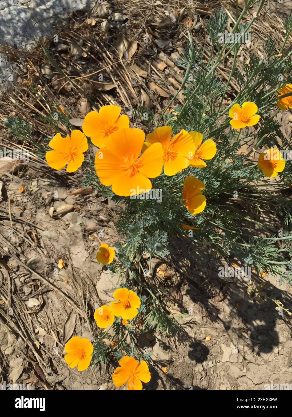 California poppy (Eschscholzia californica Stock Photo - Alamy