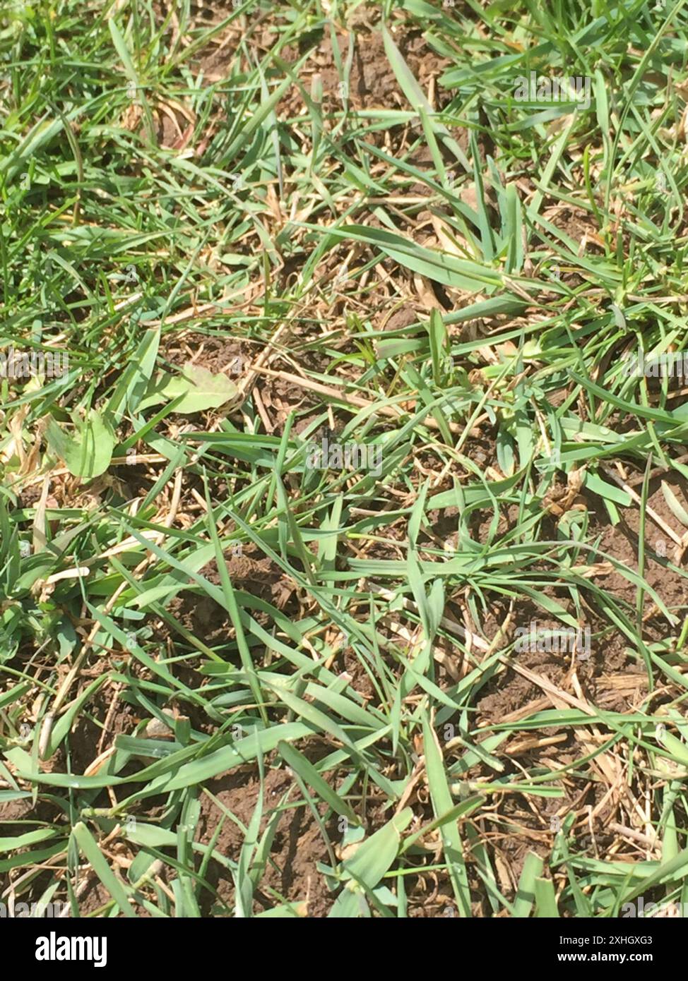 Thin-legged Wolf Spiders (Pardosa Stock Photo - Alamy