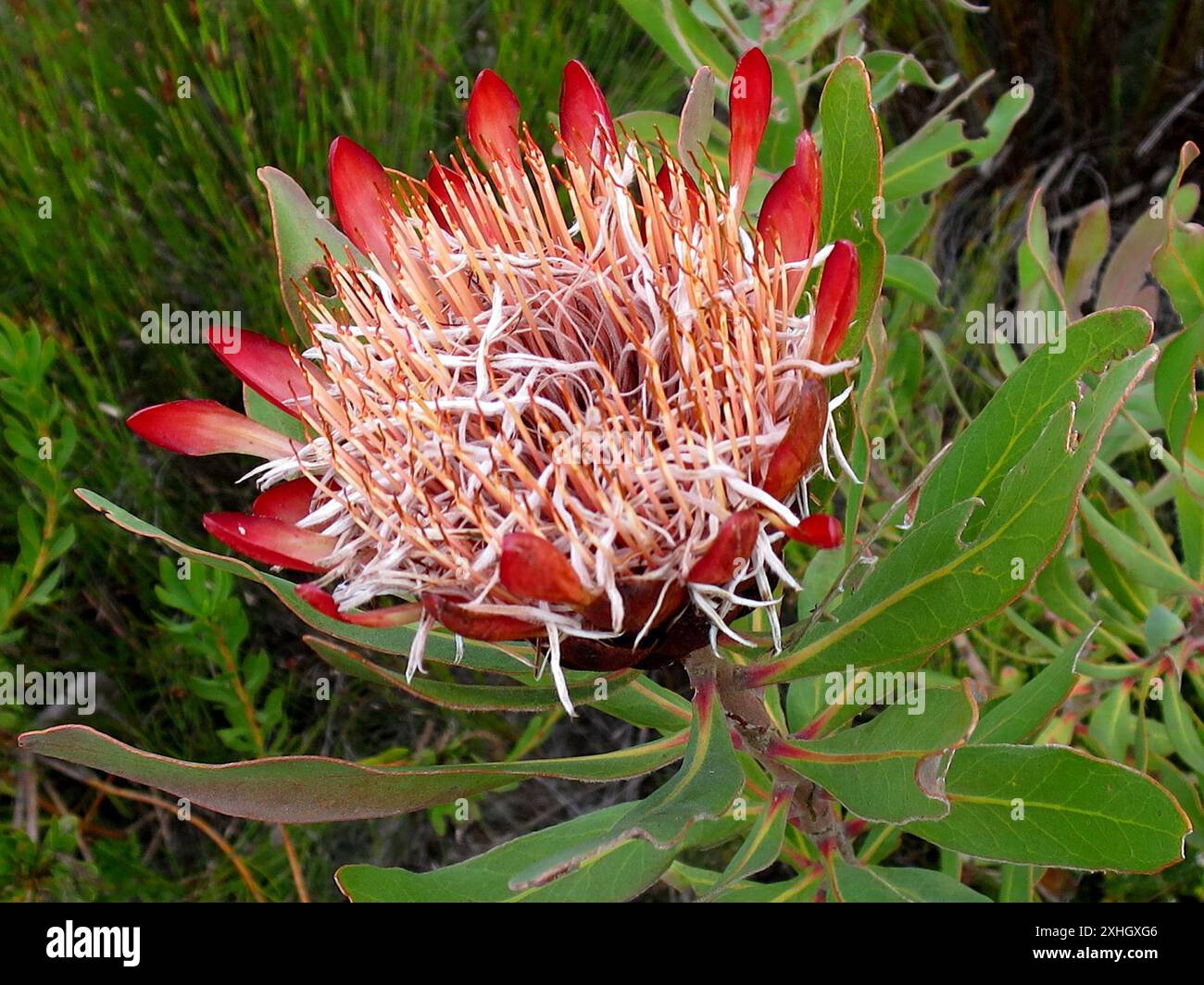 Protea susannae hi-res stock photography and images - Alamy