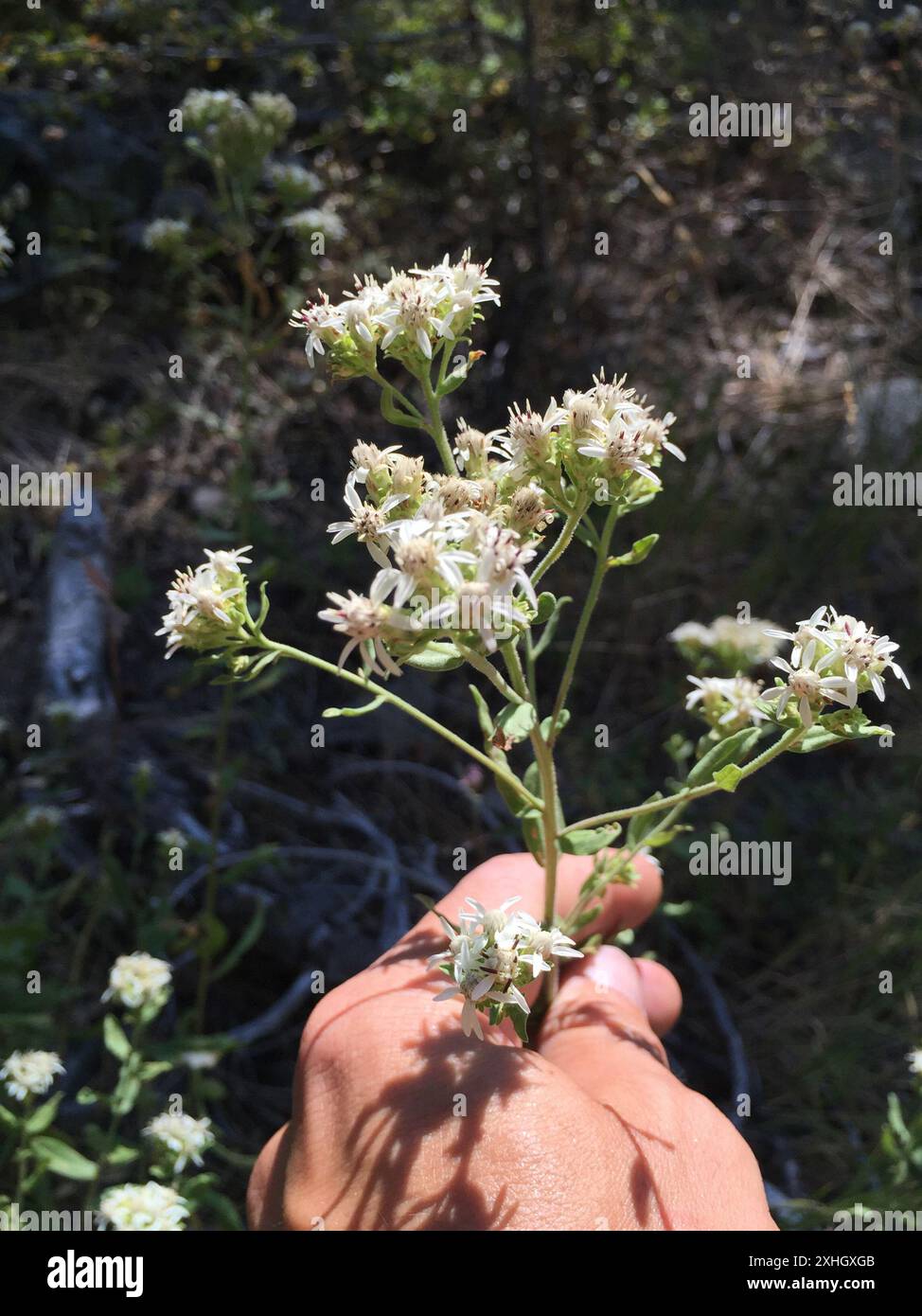 Sericocarpus hi-res stock photography and images - Alamy