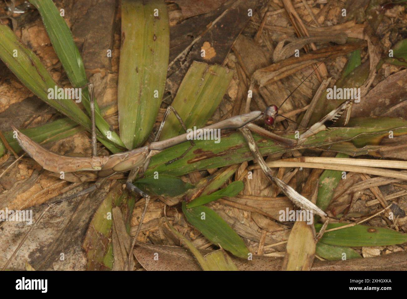 Freyi hi-res stock photography and images - Alamy