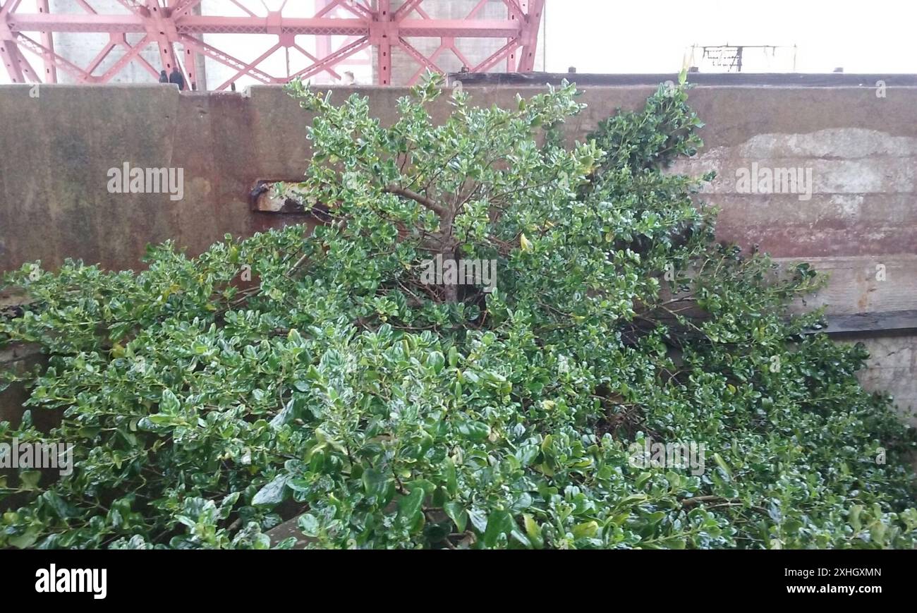 Taupata (Coprosma repens Stock Photo - Alamy